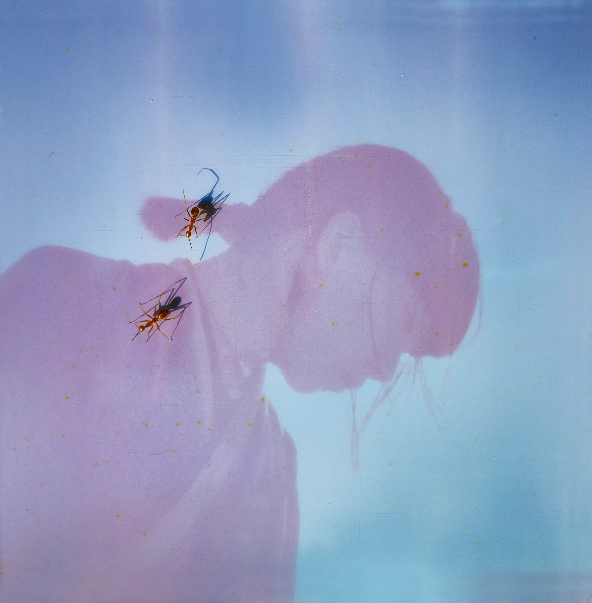 ichiko aoba - The Needle Drop